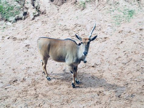 The Gemsbok Or Gemsbuck Oryx Gazella Is A Large African Antelope With