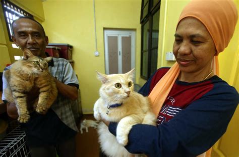 Pneumonia Di Kucing Gejala Dan Rawatan Kos Rawatan Cacing Kucing