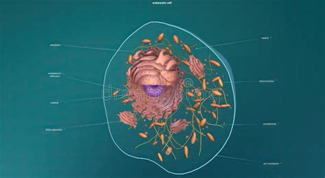 Eukaryote Any Cell Or Organism That Possesses A Clearly Defined Nucleus Stock Illustration