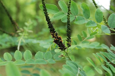 Fabaceae Image Gallery