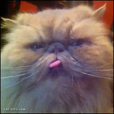  Derpy Cat