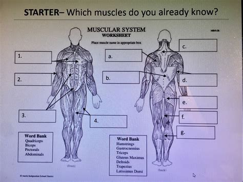 Muscular System Label Diagram Quizlet