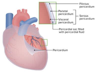 Anatomia Do Coração Concise Medical Knowledge