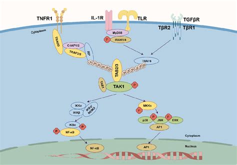 Figure 3 From Regulation Of Tak Tab Complex Activation Through