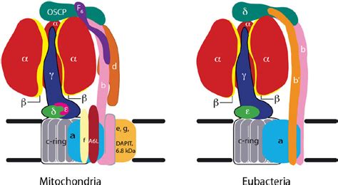 Source Mitochondrial Biology Unit University Of Cambridge