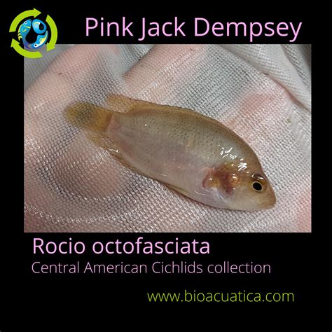 Juveniles Pink Jack Dempsey 1 5 To 2 Inches Unsexed Rocio Octofasciat