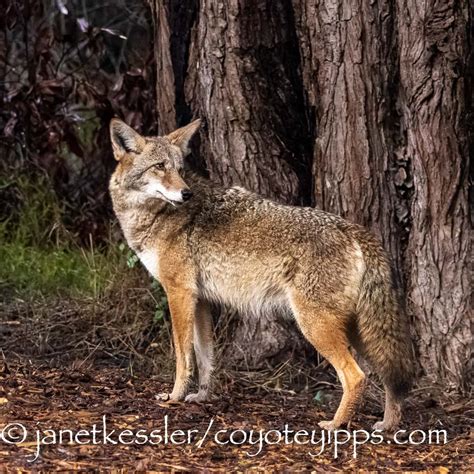 Eluding Coyote Behavior Coyote Yipps