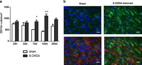 A Time Course Of Cd11b Cell Density In The Right Snc Approximately
