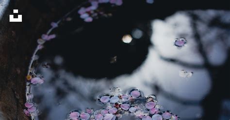 물과 꽃으로 가득 찬 그릇 위에 떠 있는 사진 Unsplash의 무료 꽃 이미지