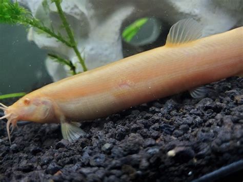 Trouble Figuring Out If This Loach Is A Female And If That Lump Is What I Think It Is Or If It