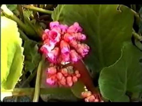 бадан - YouTube