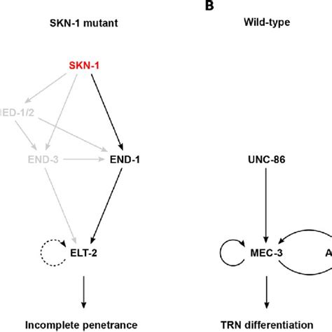 Incomplete Penetrance And Variable Expressivity During C Elegans Cell Download Scientific