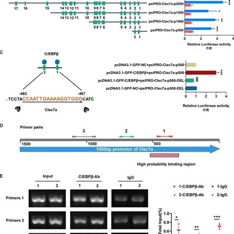 Cebpβ Is A Transcription Activator In The Promoter Region Of Clec7a