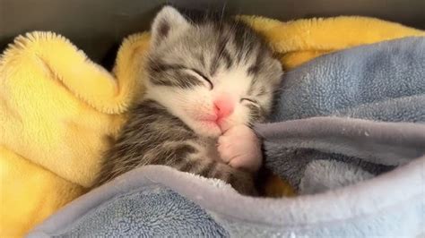 کلیپ پیشی کوچولوهای ناز و گوگولی بامزه ترین ها تماشا