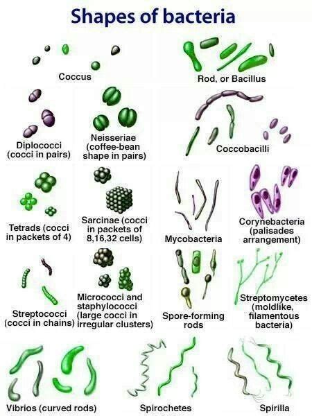 Various Shapes Of Bacteria Cocci Bacilli And Spirilla