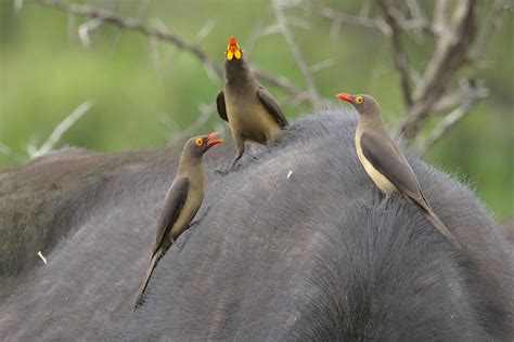 Explore Digya National Park Discover Ghana Culture And Travel