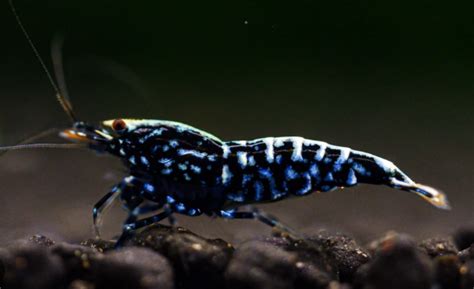 Black Galaxy Shrimp Freshwateraquatica