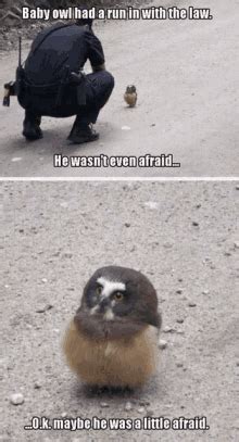 Meme Owl S Tenor