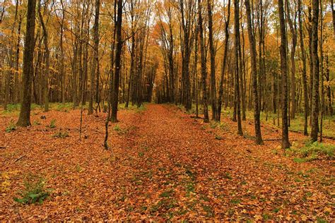 Walk Through The Woods Photograph By Chris Washburn Fine Art America