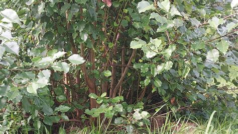 What Are These Trees Bushes That Randomly Popped Up In My Yard R Plantidentification