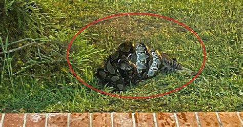 Gigantic Python Seen Wrapped Around Cat At Jurong West