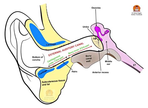 External Ear Anatomy High Yield Revision For Ent Exams And Clinical
