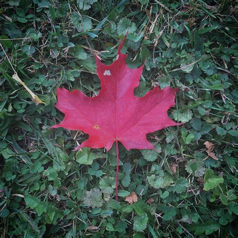 Maple Leaf Canada Free Photo On Pixabay Pixabay