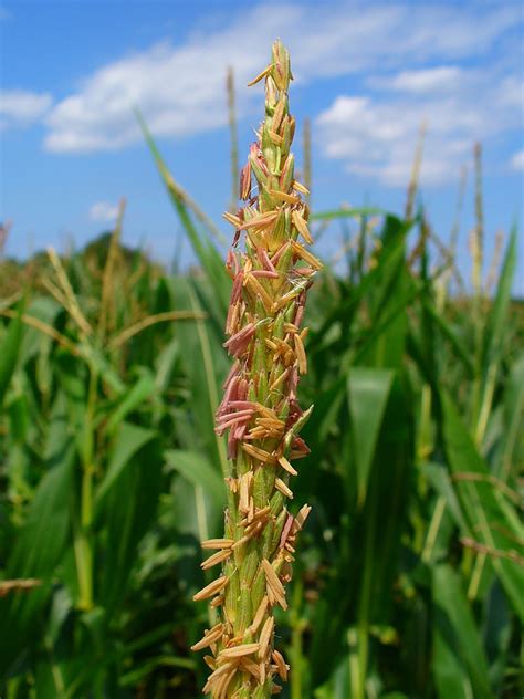 Zea Mays Corn Indian Corn Maize North Carolina Extension Gardener