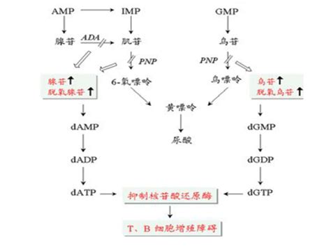 什么是腺苷脱氨酶（ada） ？ 知乎