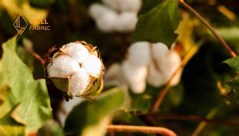 19 Facts About Cotton That Not Everyone Knows