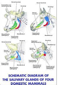 Salivary Glands Overview Anatomy And Physiology Wikivet English