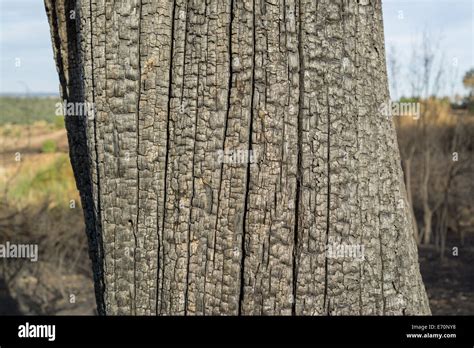 Tree Trunk After The Fire Stock Photo Alamy