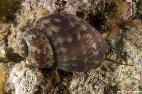 Phasianella Ventricosa Pheasant Shell Reef Life Survey