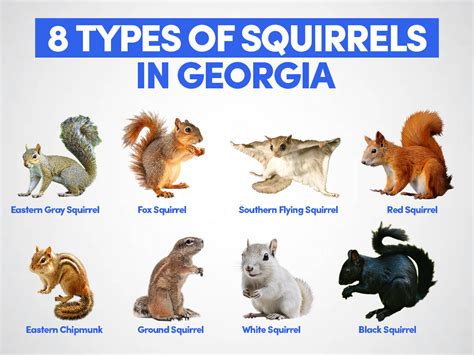 Fox Squirrel Georgia