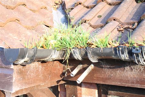 Gutter Maintenance Tips Lawnscience Gutter Maintenance Tips