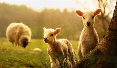 Reguli Pe Care Trebuie Să Respectăm Când Cumpărăm Mielul De Paște Pogonul