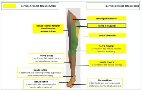 Nervio Ilioinguinal Dolopedia