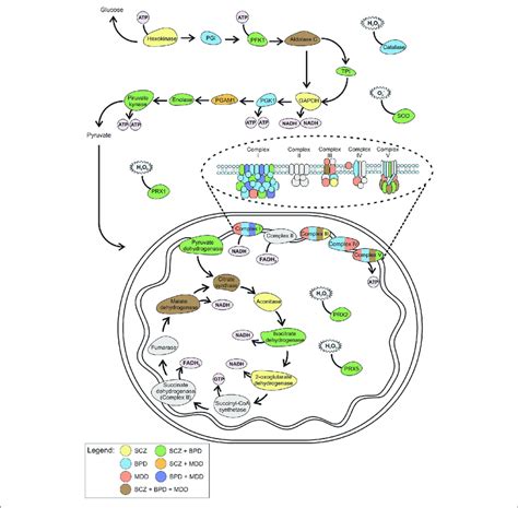 Schematic Representation Of The Altered Proteins In Scz Bpd And