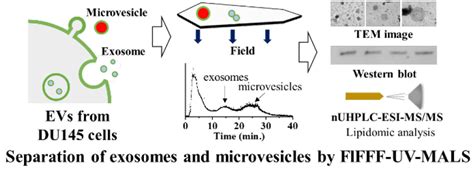 Size Separation Of Exosomes And Microvesicles Using Flow Field Flow Fractionationmultiangle