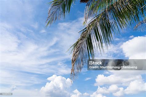 밝은 아침 아름다운 열대 배경에 흰색 구름과 코코넛 잎과 푸른 하늘 0명에 대한 스톡 사진 및 기타 이미지 0명 경관 고요한 장면 Istock