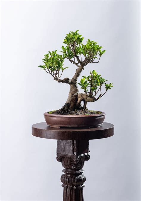Ficus Microcarpa Thai Compacta Sold Surup Bonsai