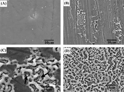 Sem Surface Morphologies Of The Coatings On Ti A Ha Was Precoated On Download Scientific