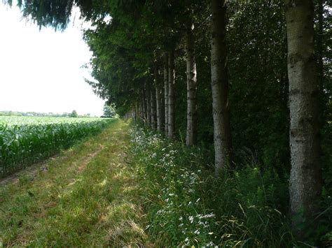 Do You Want To Increase Your Crop Yields By 10 15 Plant A Windbreak Field Crop News