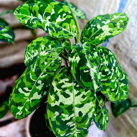 Plant Vault Wholesale Rare Tropical Indoor Houseplants For Resale