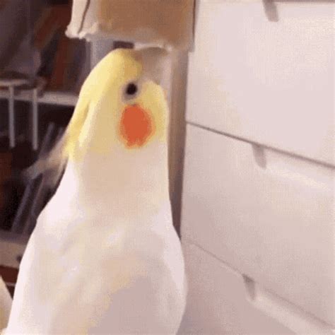 Cute Cockatiel 