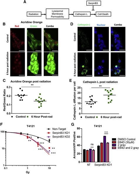 Serpinb3 Buffers Cells From Lysosomal Membrane Permeability A