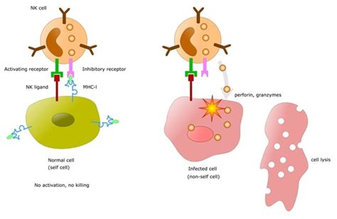 Missing Self Hypothesis For Natural Killer Cells