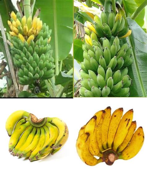 Babagan Gedhang Raja Lan Adat Istiadat