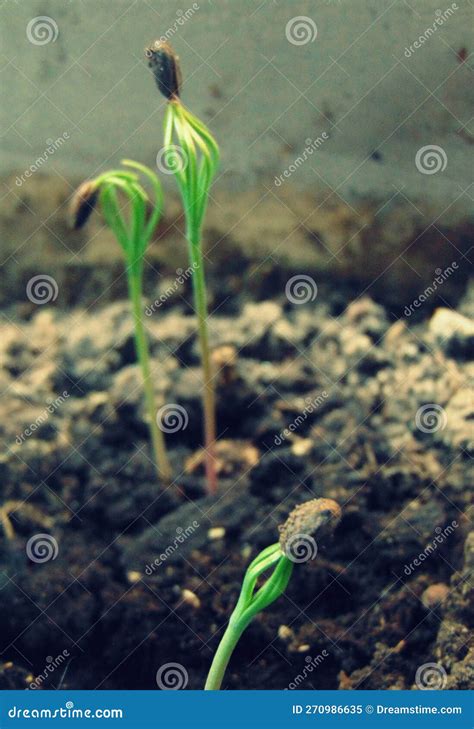 Pine Tree Seed Germination Stock Image Image Of Darkness 270986635