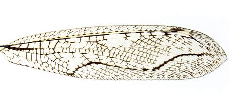 Brachynemurini Purenleon Inscriptus Bugguide Net